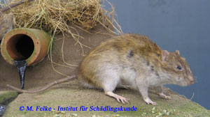 Hausratte - Rattus rattus / Institut für Schädlingskunde